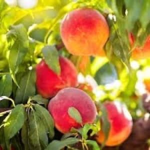 1 Alberta Peach LIVE Tree 2ft Ready to Plant Now - Etsy