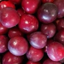 2 Red June Plum Trees 12-18 Inches LIVE Plant - Etsy