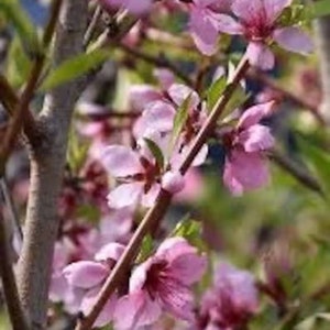 1 Alberta Peach LIVE Tree 2ft Ready to Plant Now - Etsy