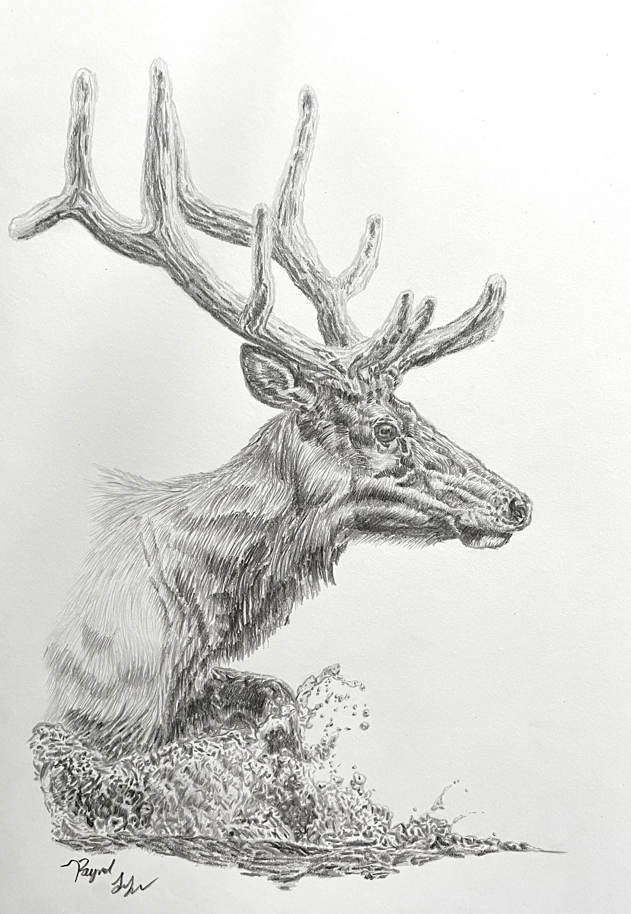 Pencil Drawings Of Elk Heads