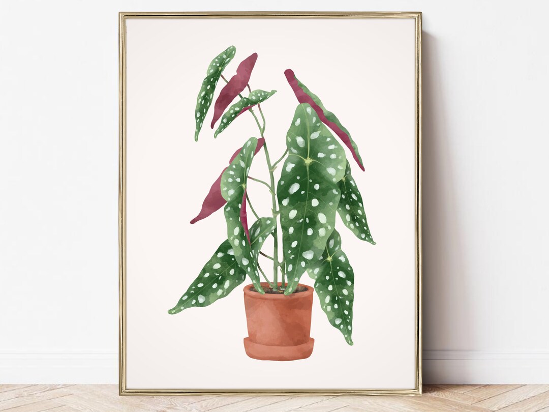 Polka Dot Begonia Printable Wall Art | Plant Lover Plants Wall Decor ...