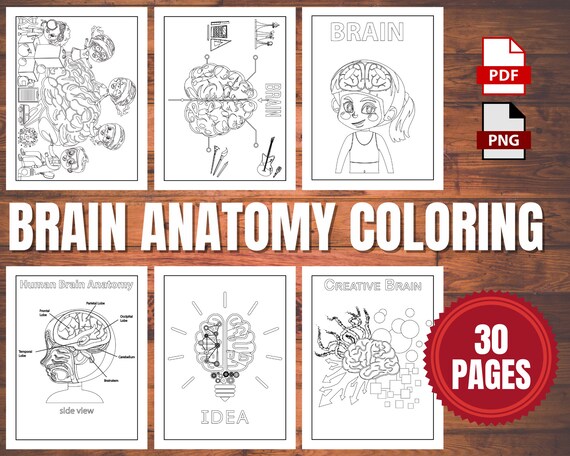 Human Brain Coloring Pages DIGITAL DOWNLOAD 30 PAGES - Etsy