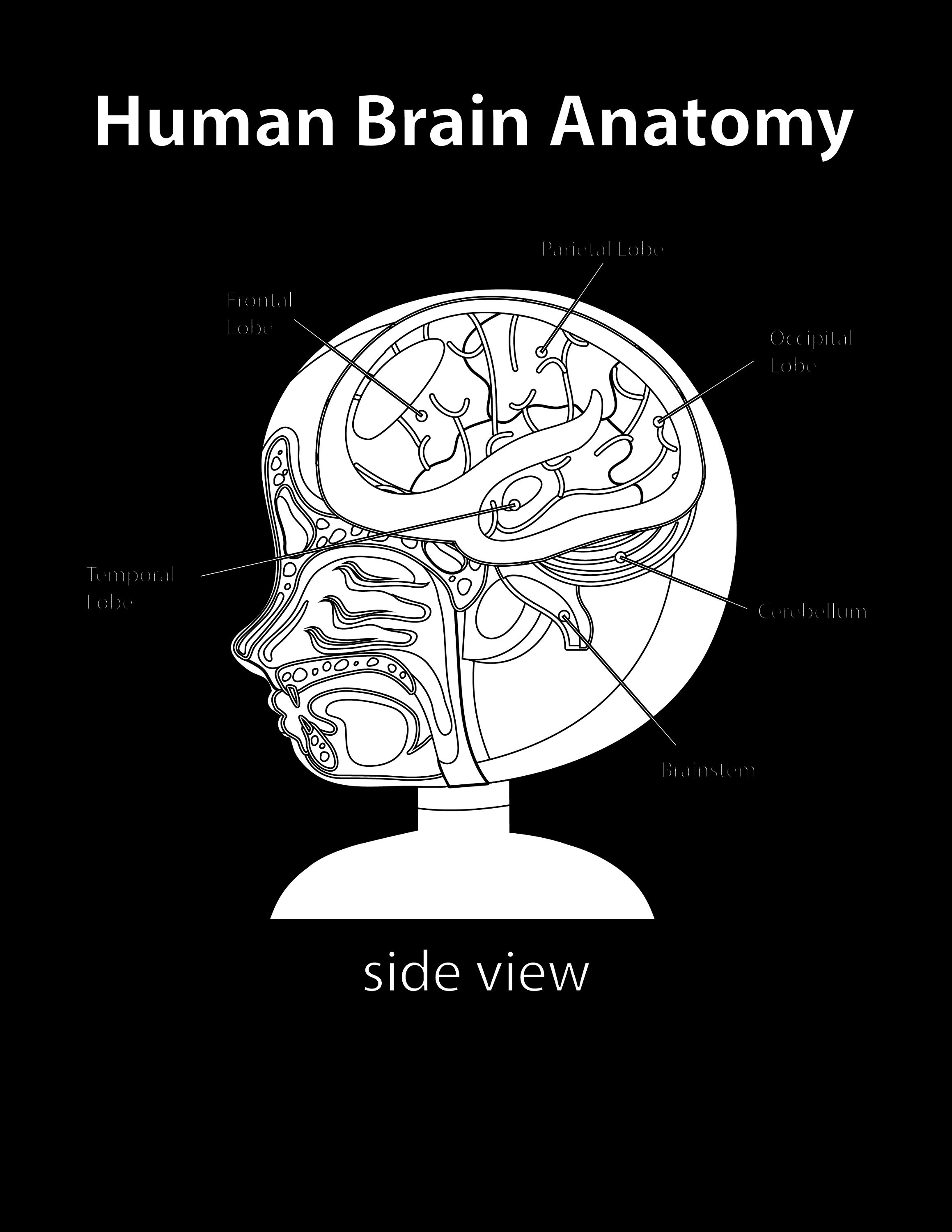 Human Brain Coloring Pages DIGITAL DOWNLOAD 30 PAGES Anatomy, Education ...
