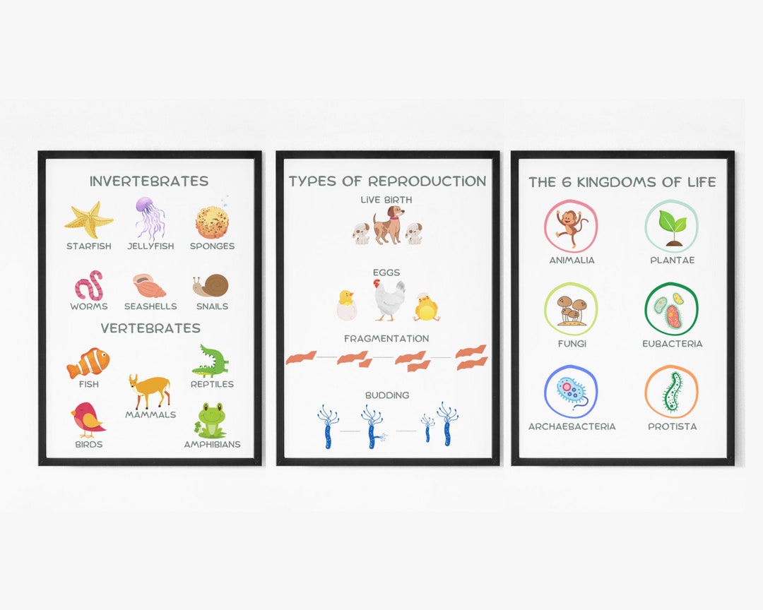 Kids Science Biology Posters 3 POSTERS DIGITAL DOWNLOAD Room Decor ...