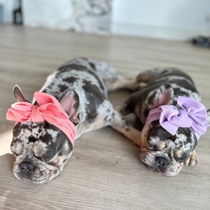 Fabulous Fido Cute Pet Headband, Stylish Headband for Small & Large ...