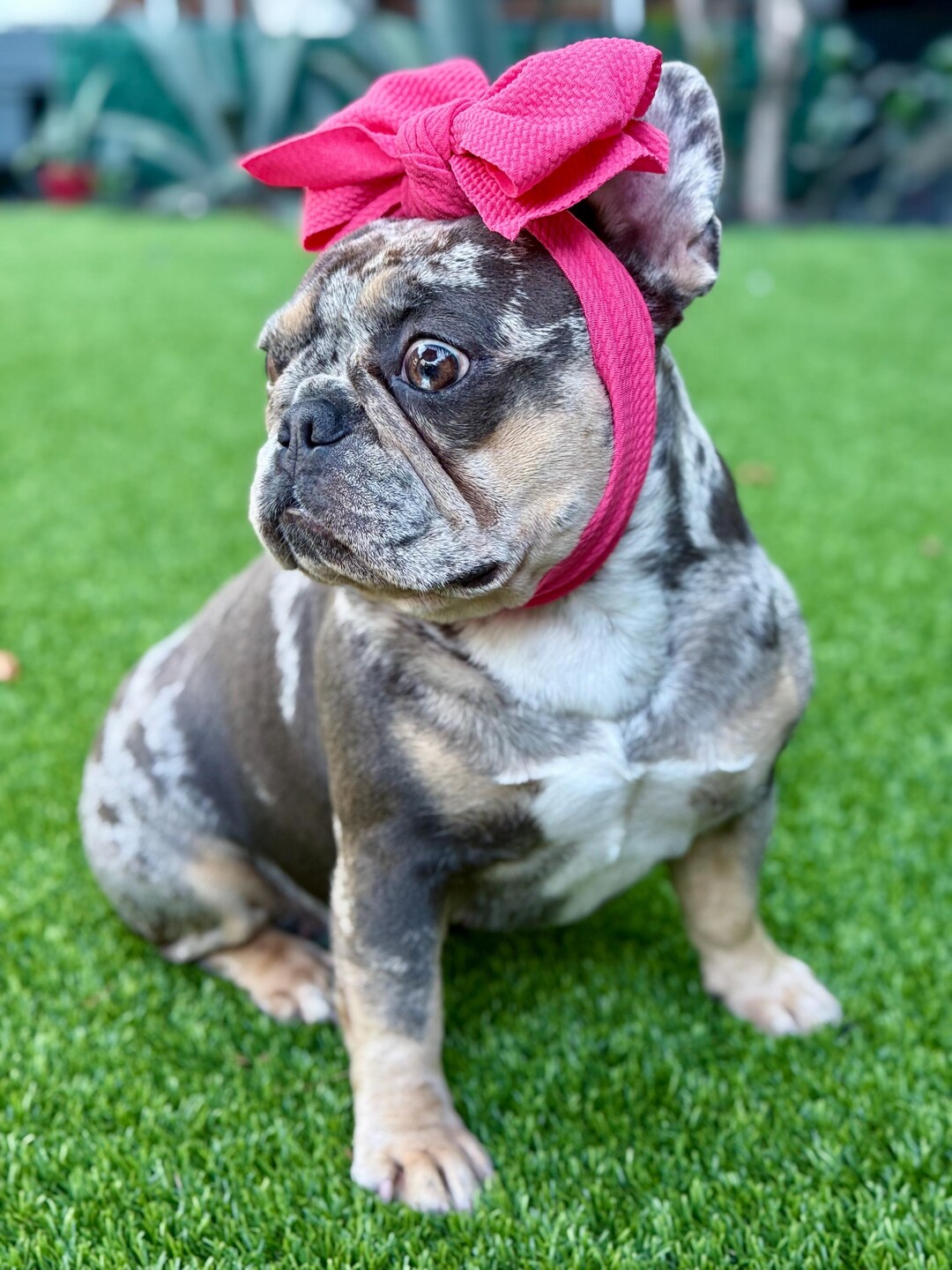 Fabulous Fido Cute Pet Headband, Stylish Headband for French Bulldogs ...