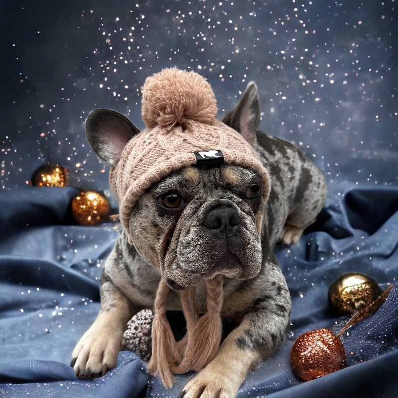 French Bulldog Clothing for Dog - Etsy