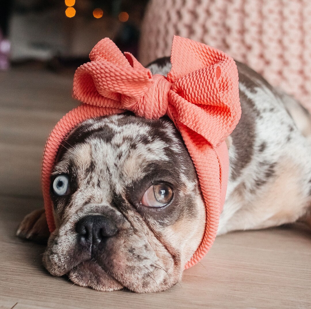 Fabulous Fido Cute Pet Headband, Stylish Headband for Small & Large ...