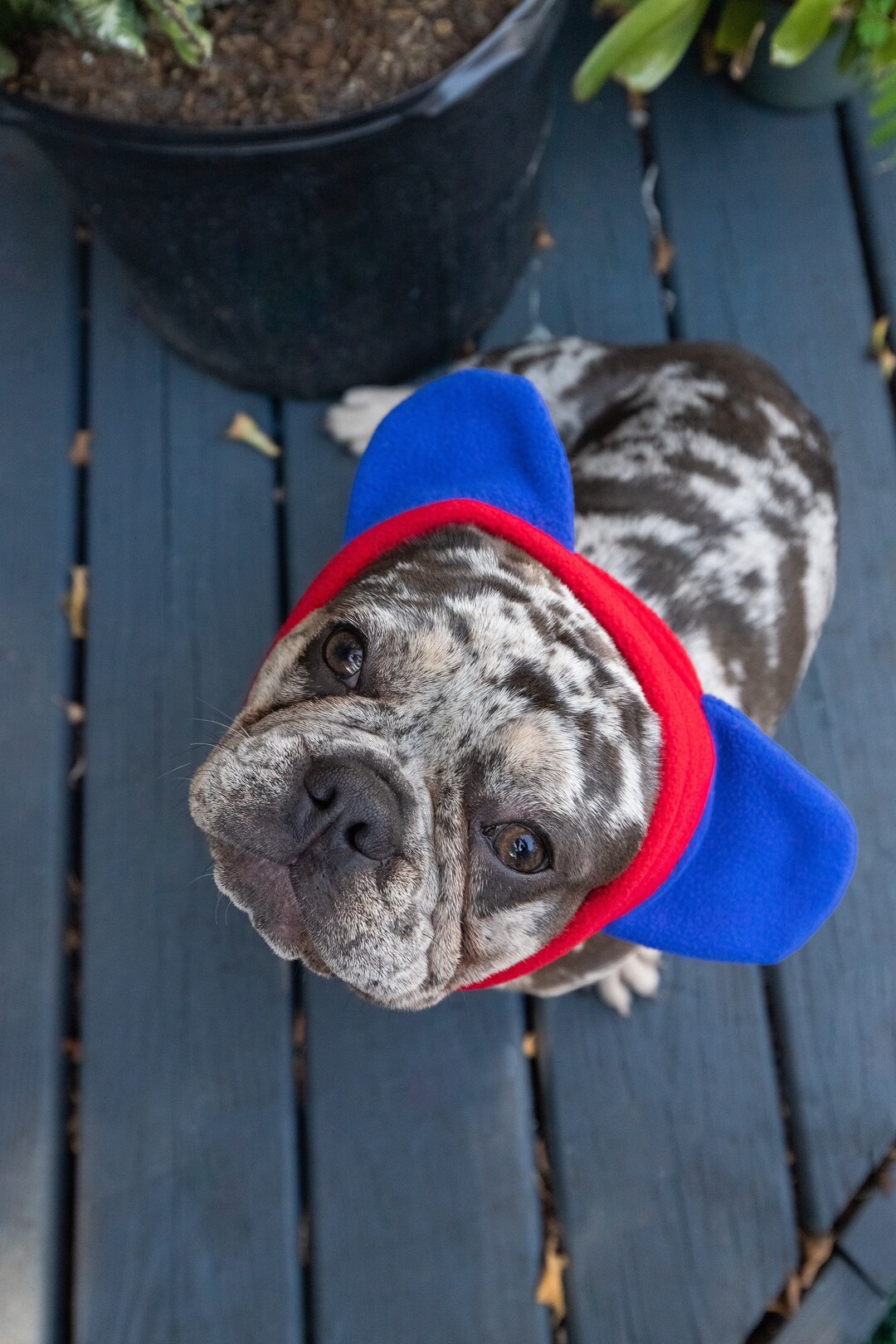 Fabulous Fido Warm Winter Large Hat, French Bulldog Hat, Mini Fleece ...