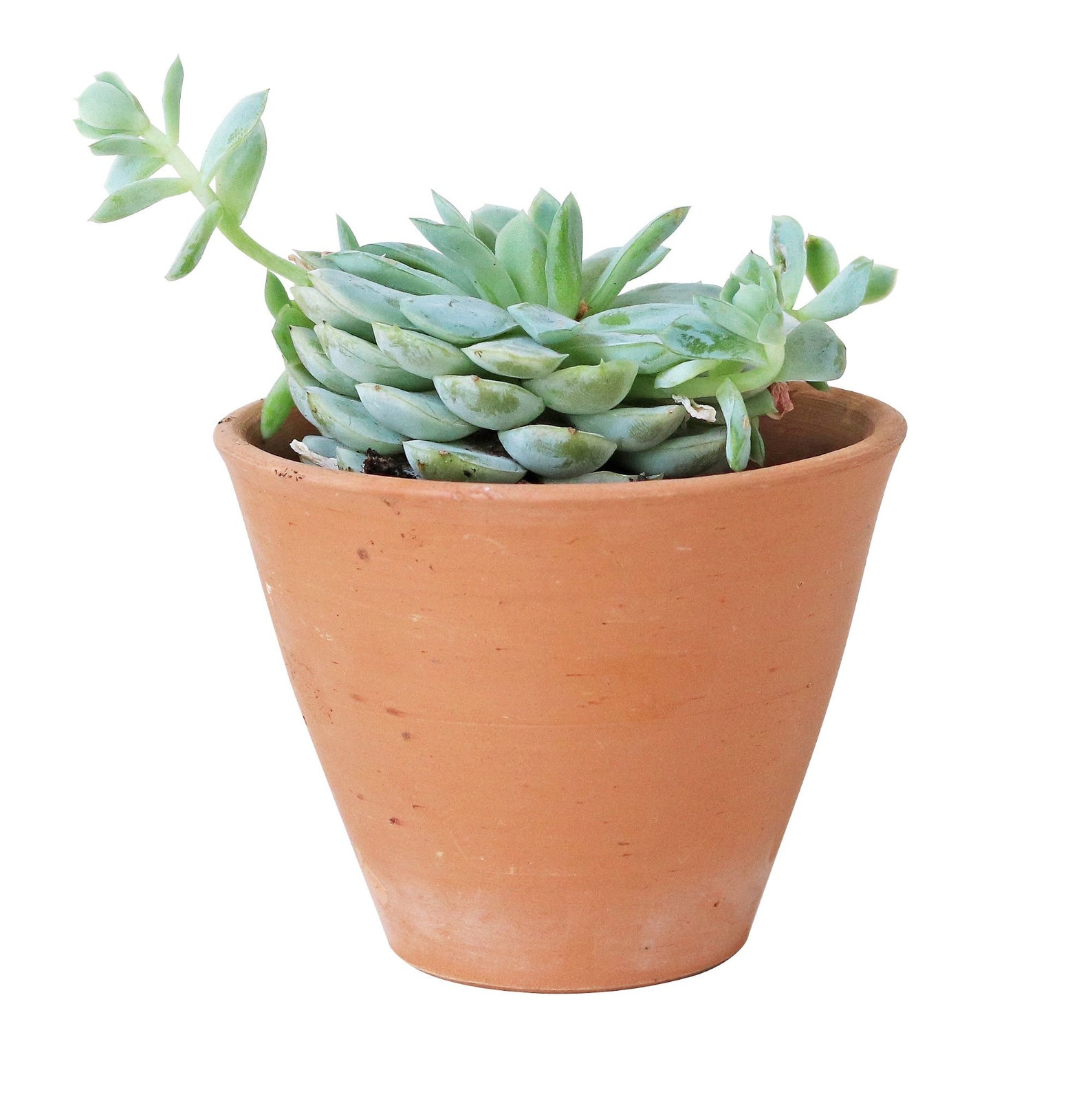 Tapered Terracotta Pot - Etsy