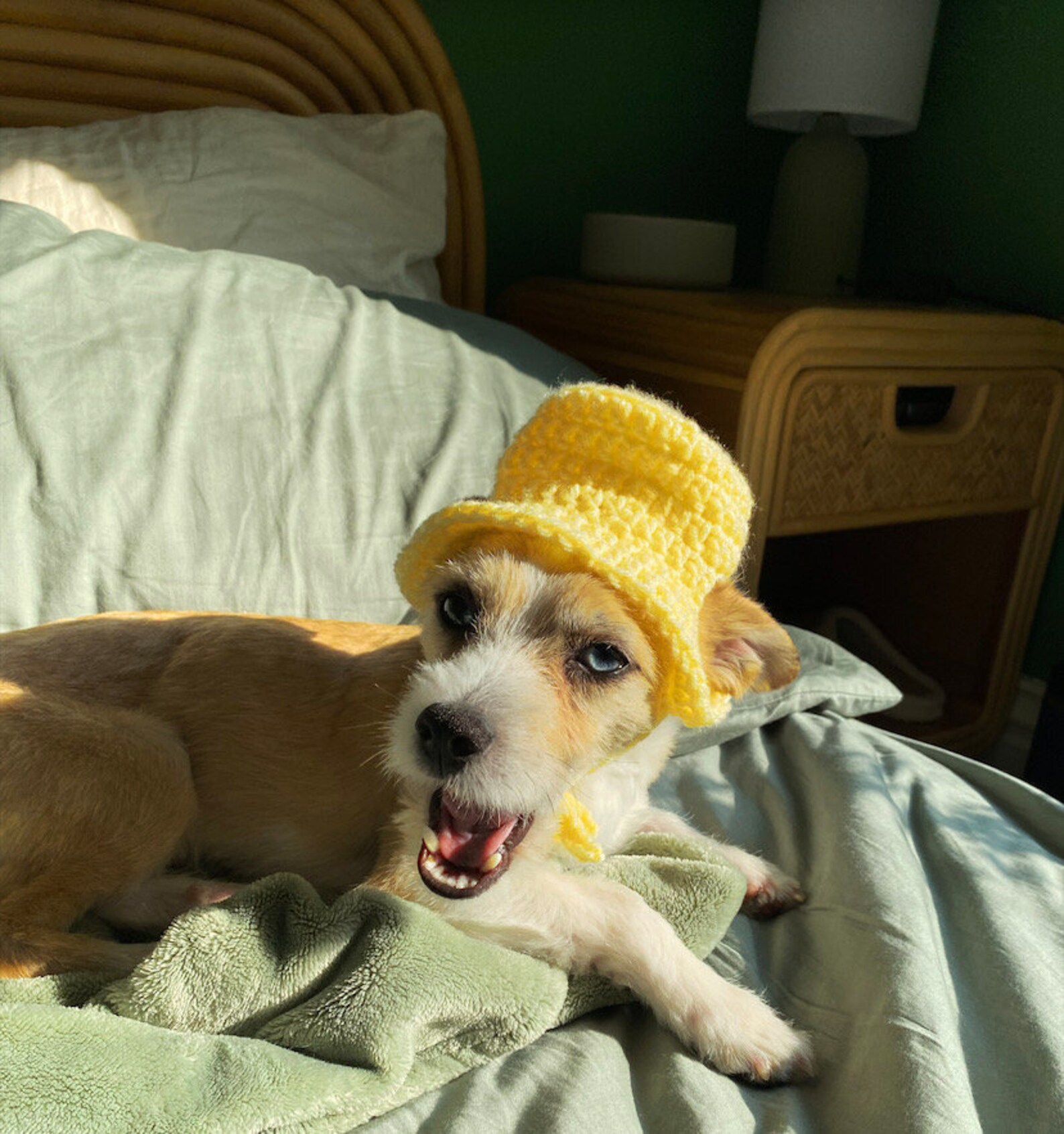 Pet Bucket Hat Crochet Pattern for Cats and Dogs - Etsy