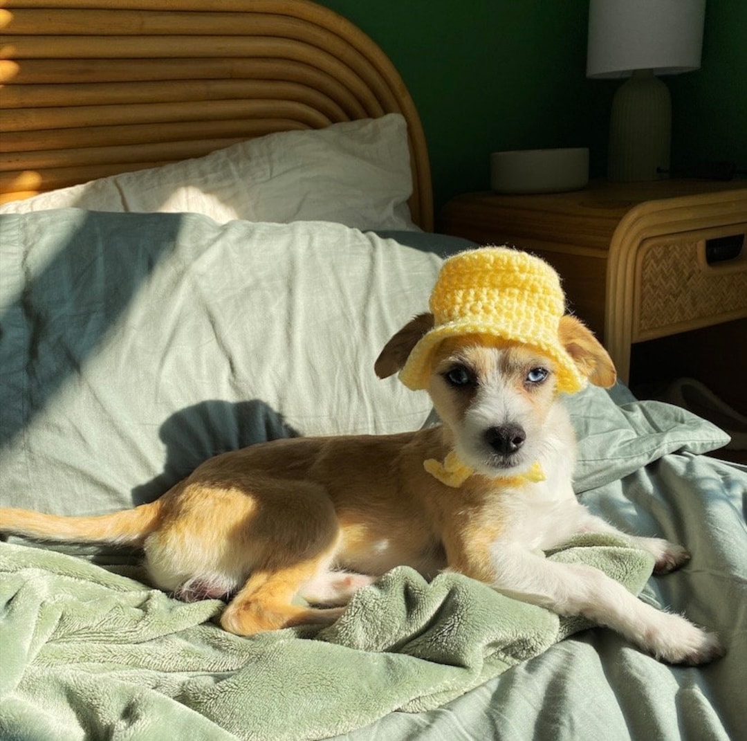 Pet Bucket Hat Crochet Pattern for Cats and Dogs - Etsy