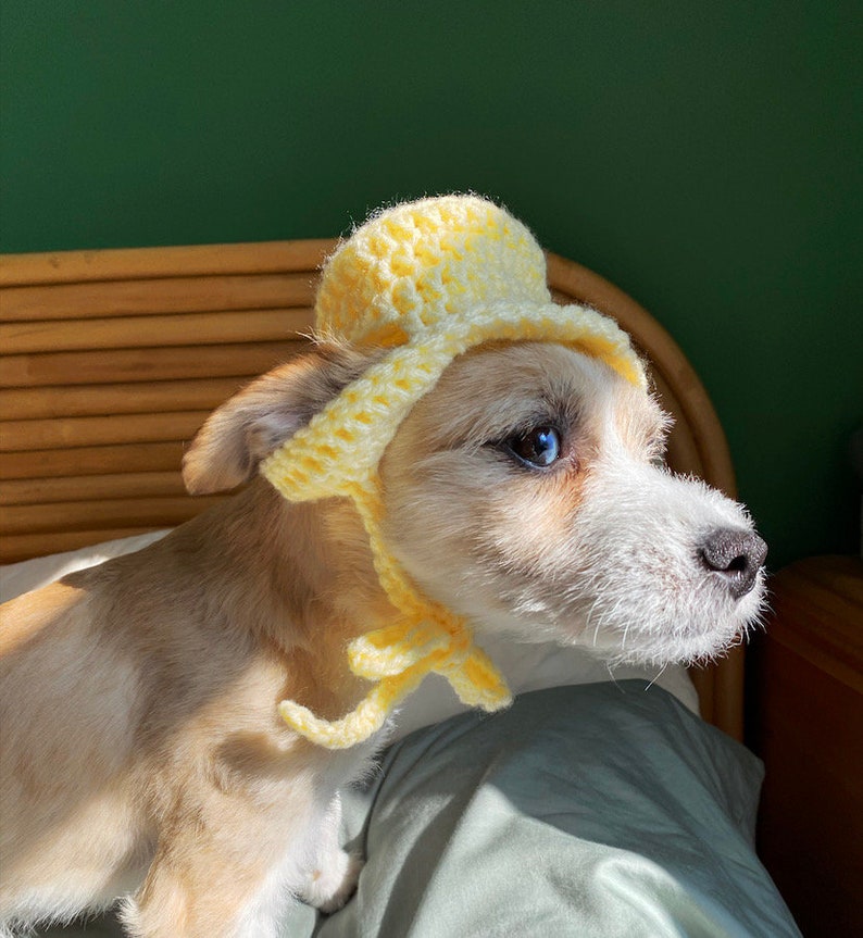 Pet Bucket Hat Crochet Pattern for Cats and Dogs - Etsy
