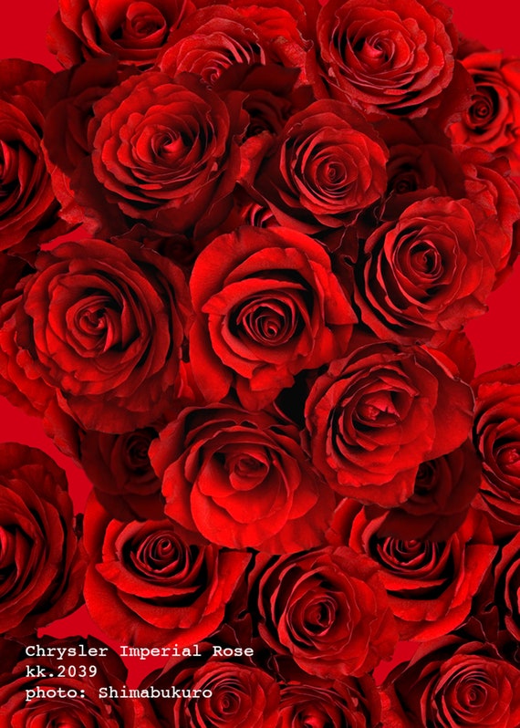 Chrysler Imperial Roses Box Set of 8 Note Cards_shimabukuro | Etsy