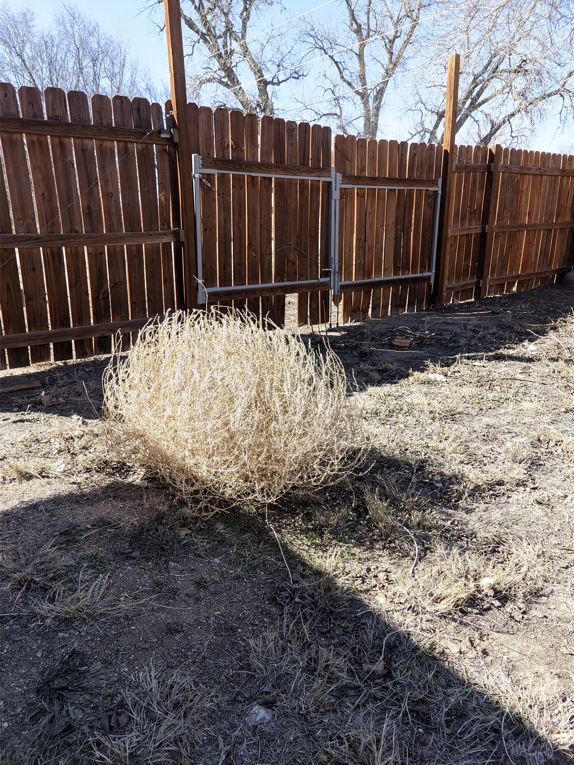 Colorado Tumbleweed Genuine Authentic Un-modified Tumbleweed Locally ...
