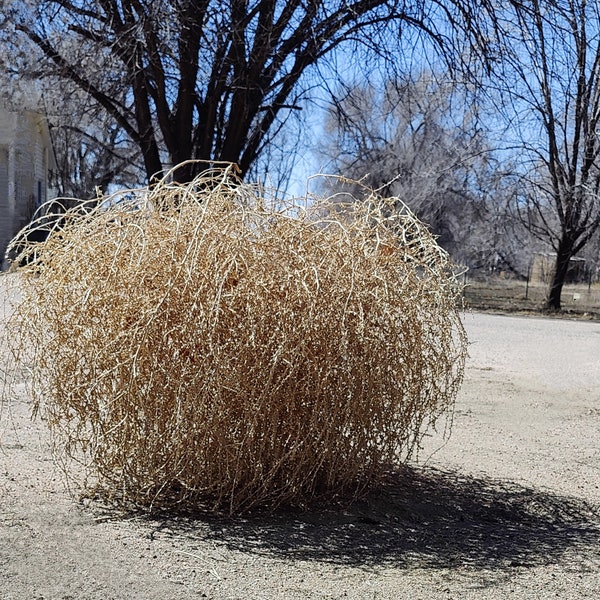 Tumbleweed - Etsy