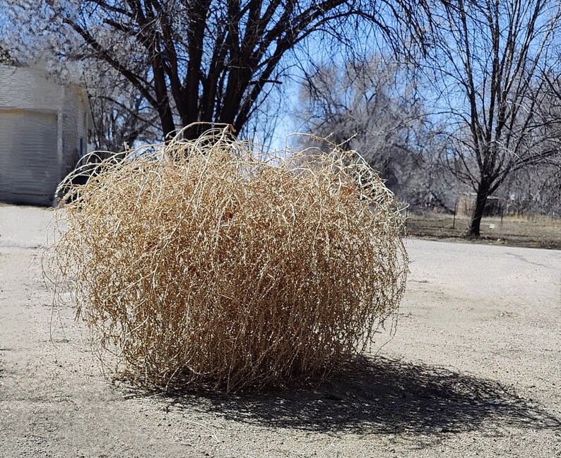 Colorado Tumbleweed Genuine Authentic Un-modified Tumbleweed Locally ...