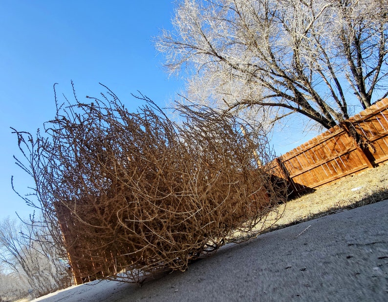 Colorado Tumbleweed Genuine Authentic Un-modified Tumbleweed Locally ...