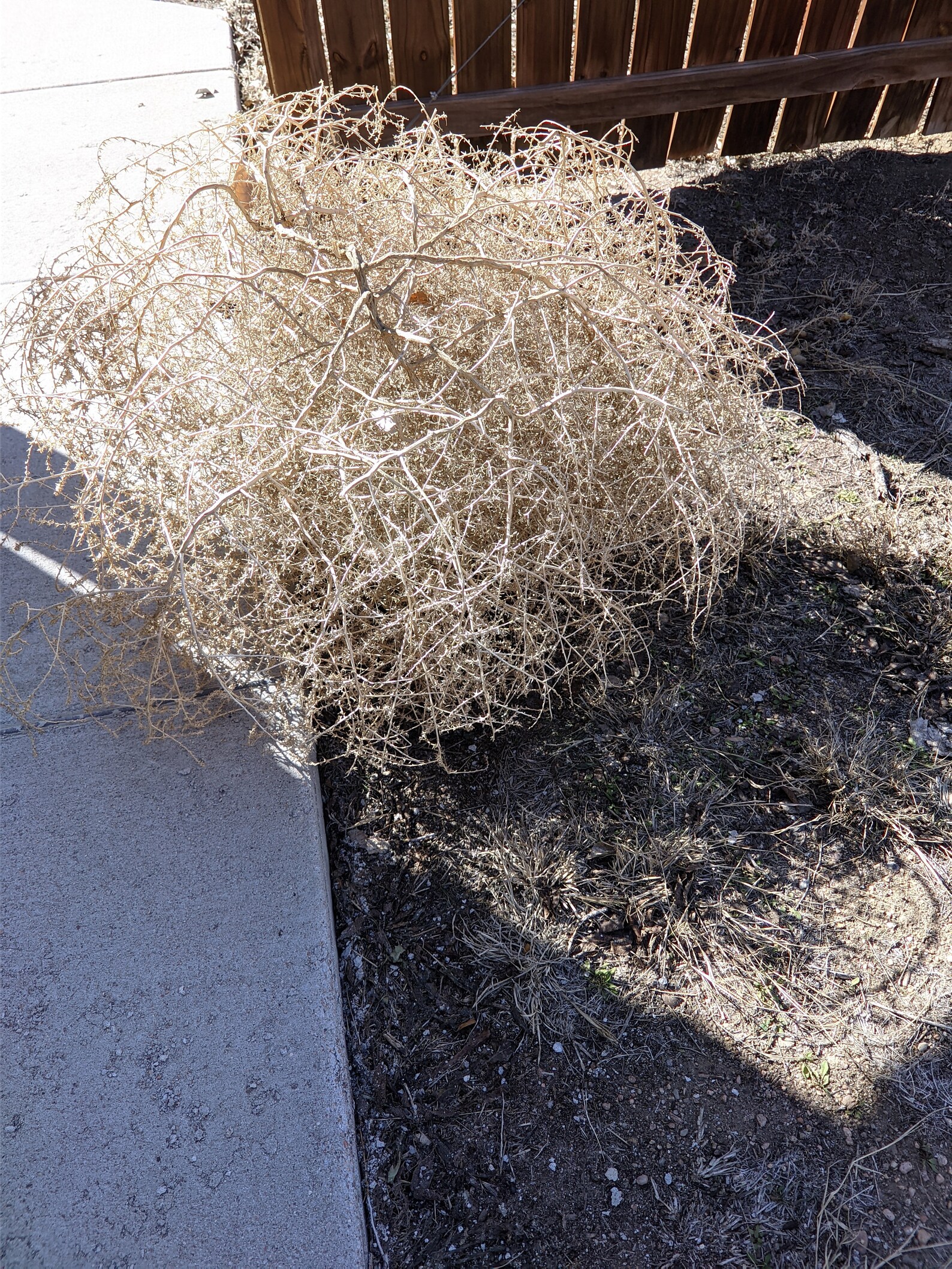 Colorado Tumbleweed Genuine Authentic Un-modified Tumbleweed Locally ...