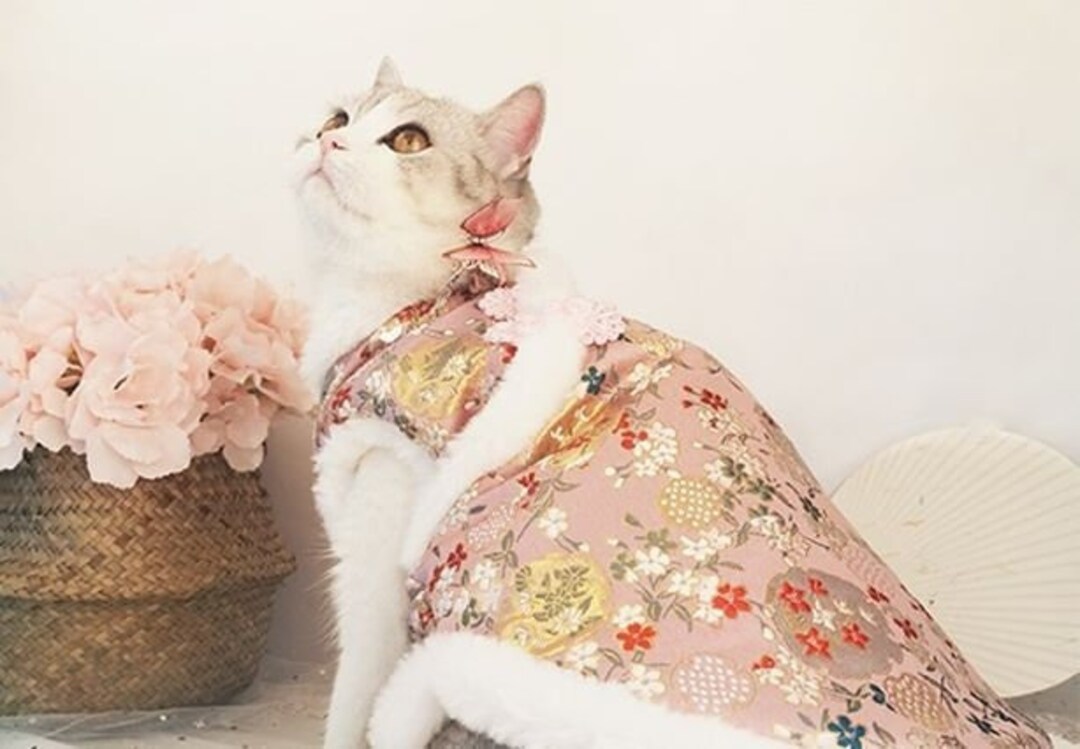 NEW！ Pink Tang Suit Tang Zhuang Traditional Japanese Suit Pet Clothing ...