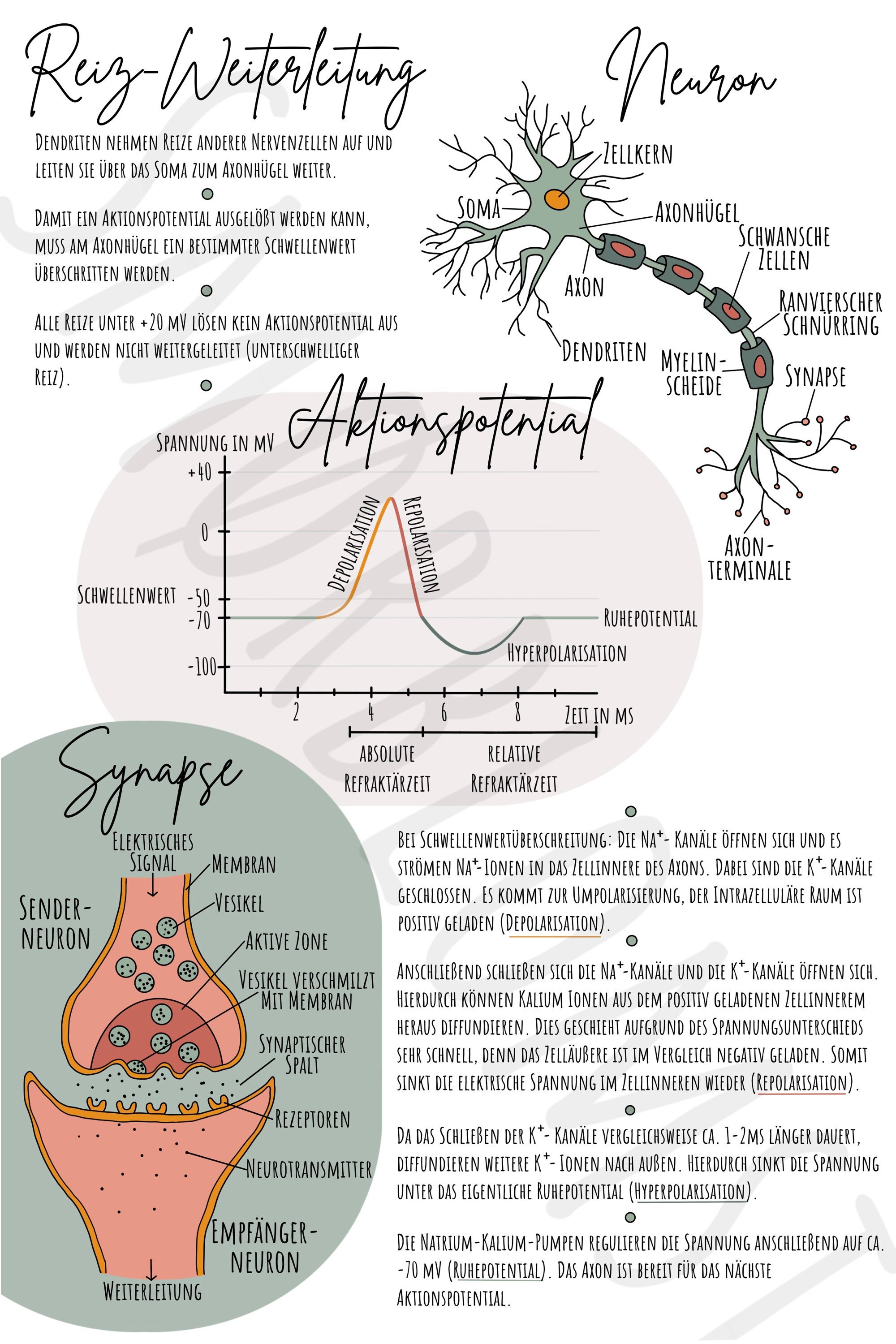Neurons, Synapses, Action Potential Poster - Etsy