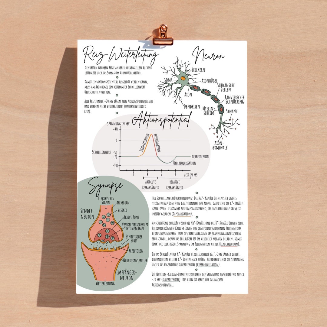 Neurons, Synapses, Action Potential Poster - Etsy