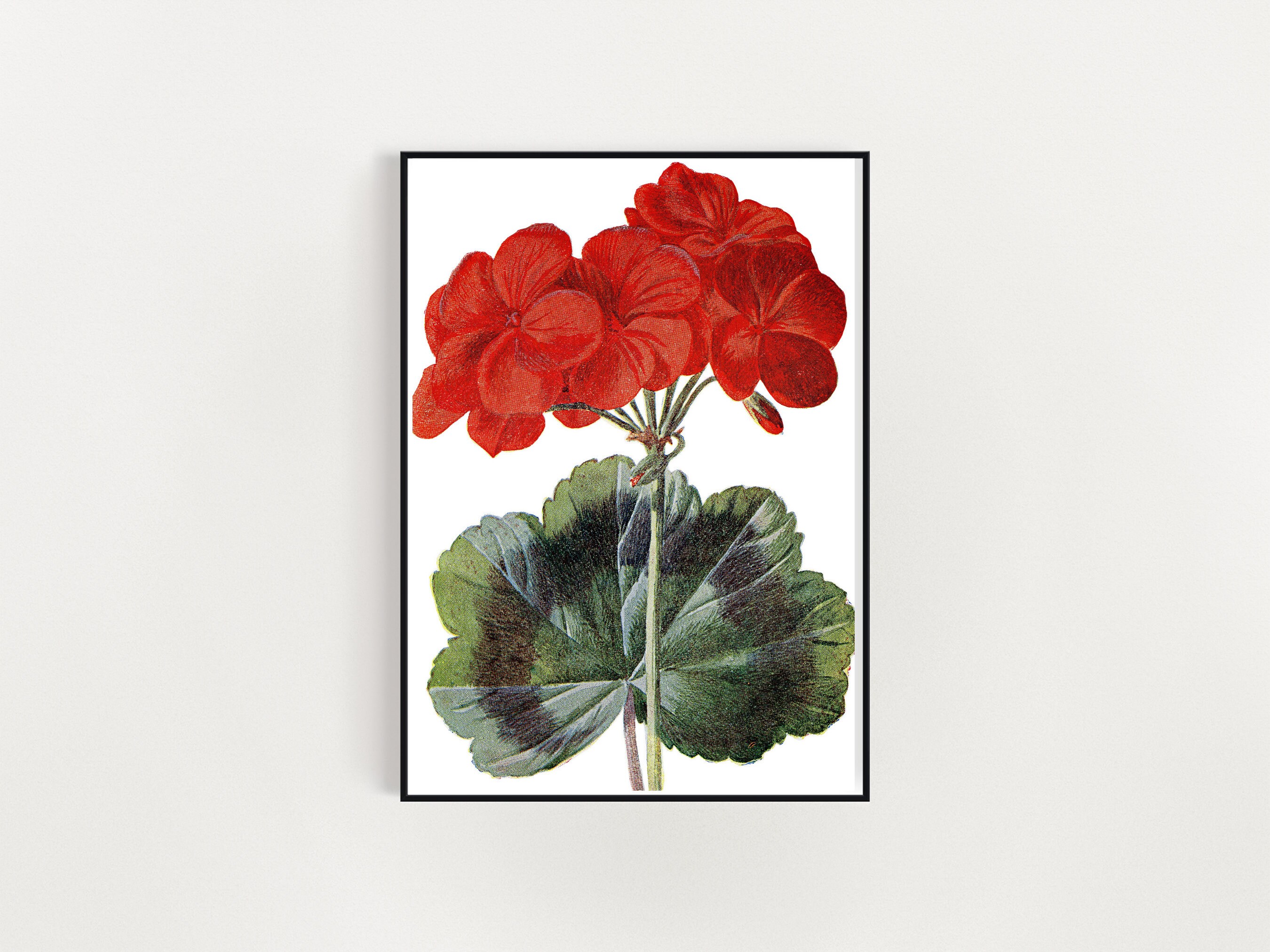 Red Geraniums Clip Art