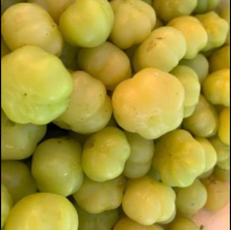 Star Gooseberry 10 seeds PHYLLANTHUS ACIDUS Karamay Caramay | Etsy