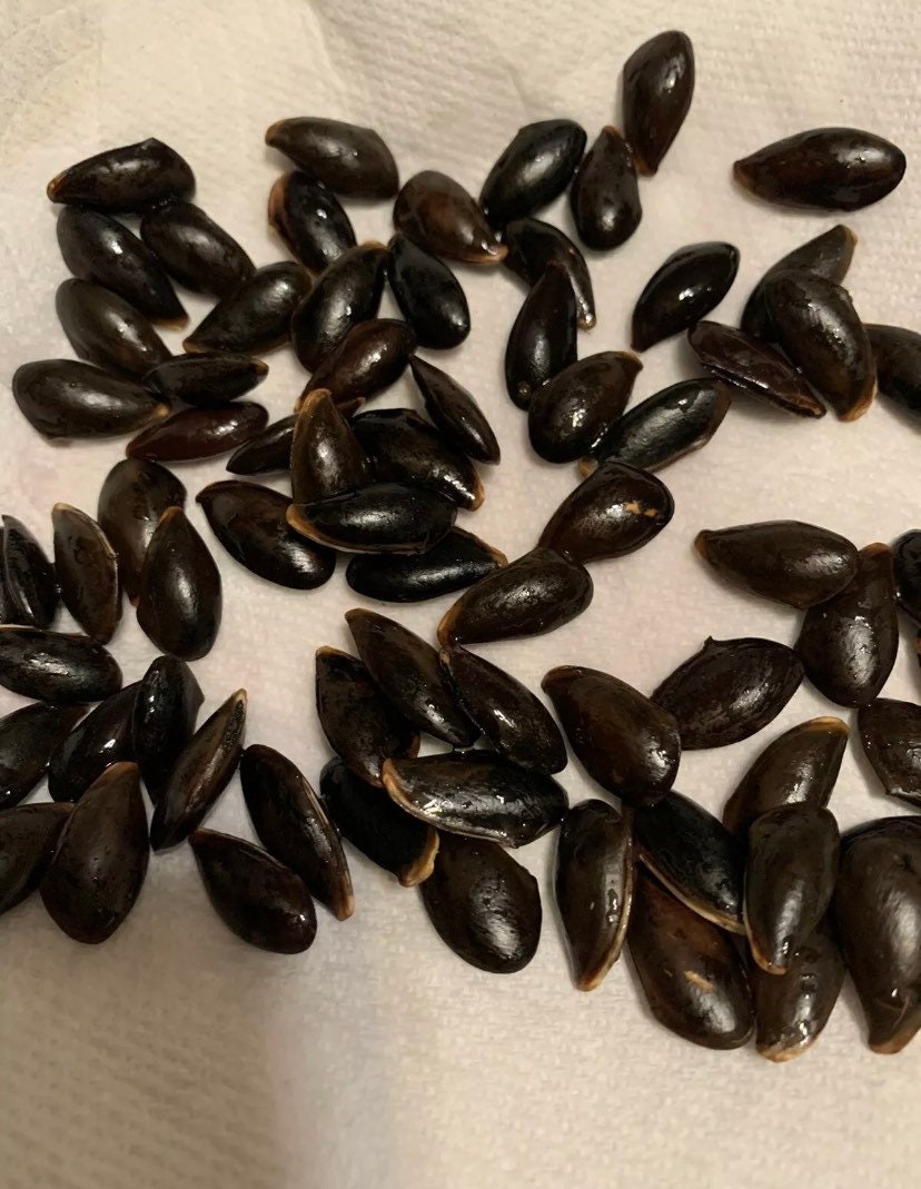 Sapodilla 20 Seeds Sapota Chico Chikoo Naseberry or - Etsy