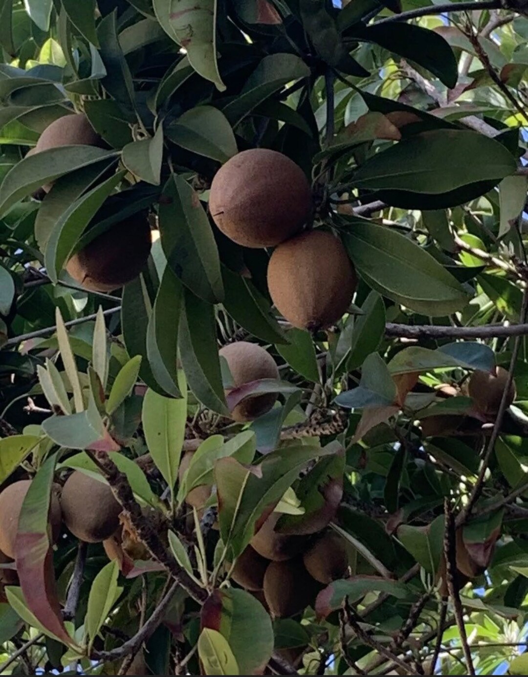 Sapodilla 5 Seeds Sapota Chico Chikoo Naseberry or - Etsy