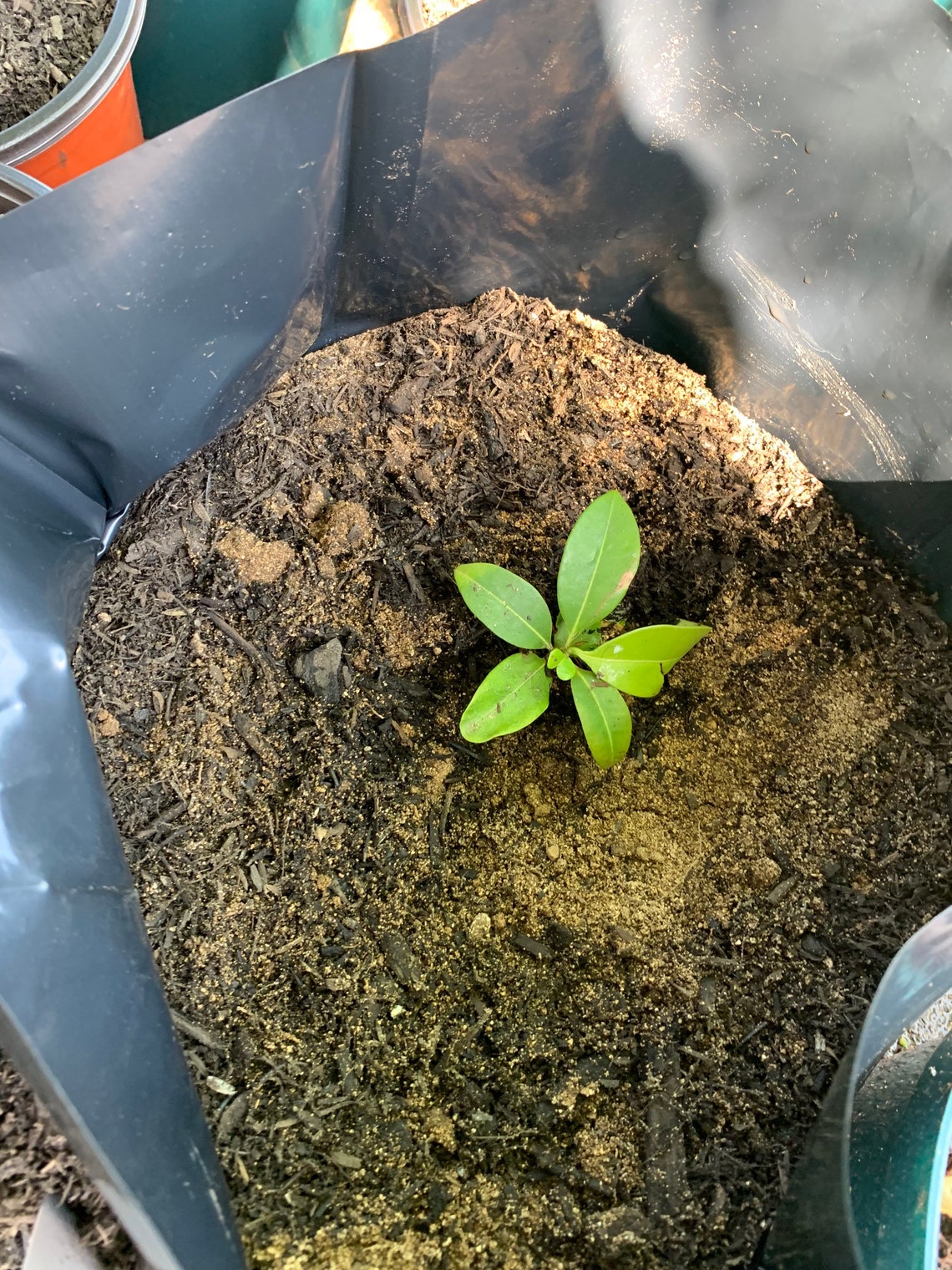 Sapodilla 5 Seeds Sapota Chico Chikoo Naseberry or - Etsy