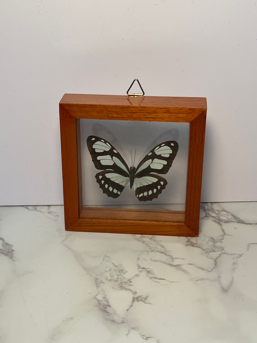 Vintage Mounted and Framed Butterfly - Etsy