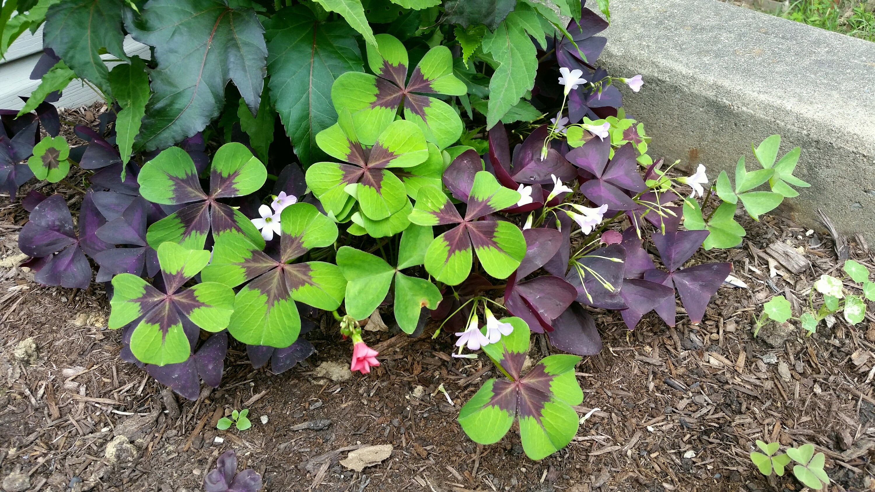 10 Bulbs 3 Types Shamrock Oxalis Purple Triangularis & Green - Etsy España