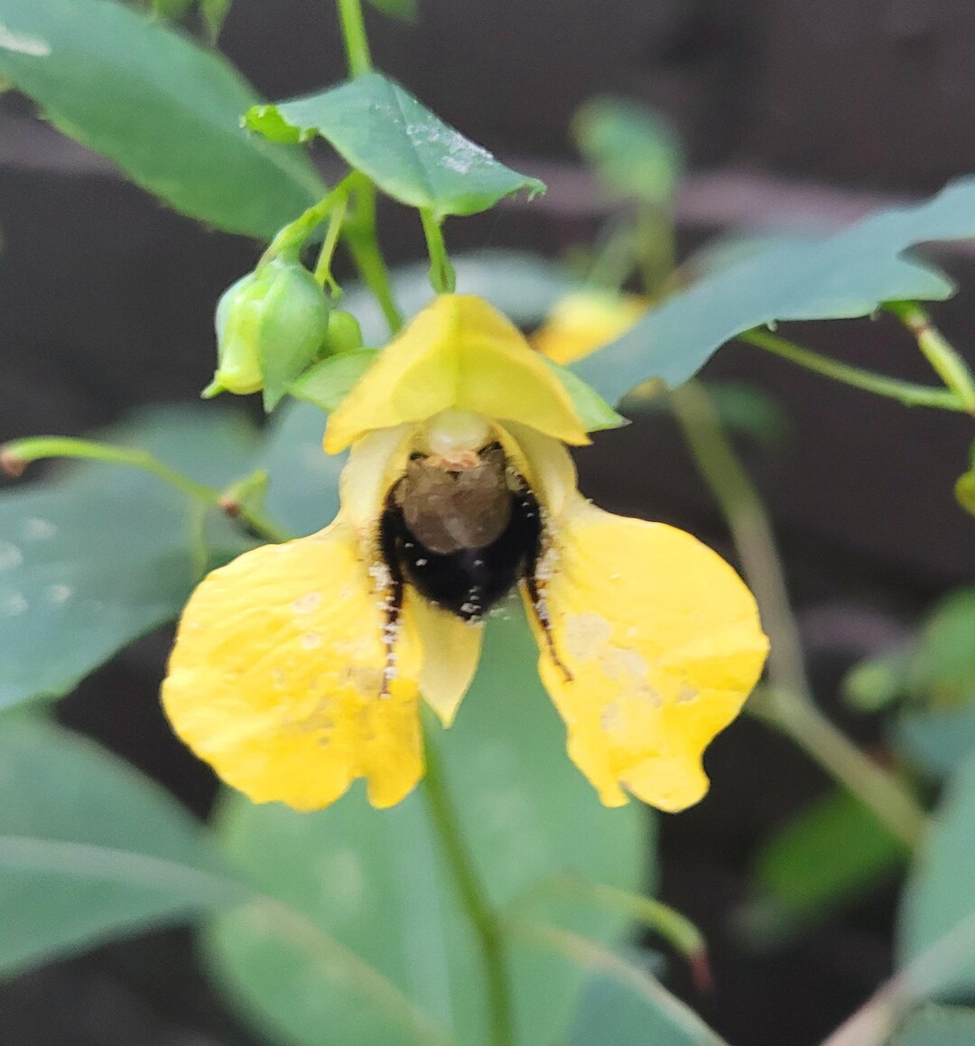 15 Seeds Jewelweed Jewel Plants Yellow Touch Me Not, Poison Ivy ...
