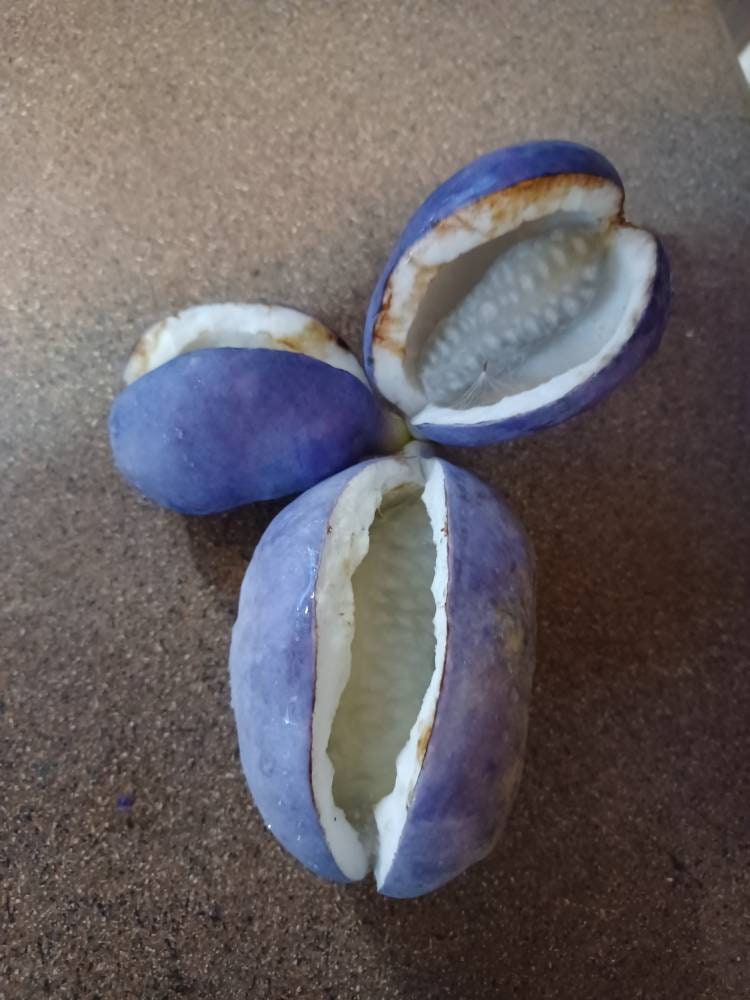 RARE PLANT 10 Seeds Akebia Trifolata Purple Haze Fragrant - Etsy