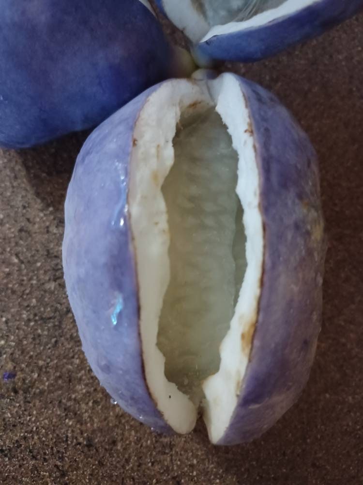 RARE PLANT 10 Seeds Akebia Trifolata Purple Haze Fragrant - Etsy