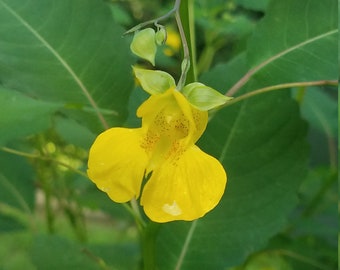 Touch Me Not Seeds - Etsy