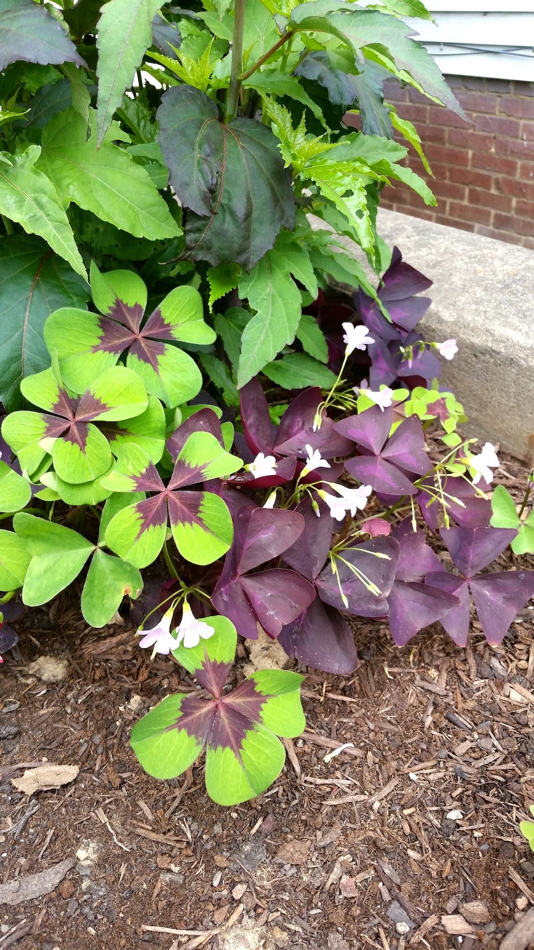 18 Pcs 4 Types Shamrock Oxalis Purple Triangularis, Green, Iron Cross ...