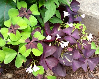 Oxalis Triangularis - Etsy