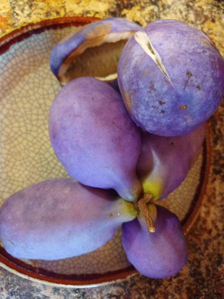 RARE PLANT 10 Seeds Akebia Trifolata Purple Haze Fragrant - Etsy