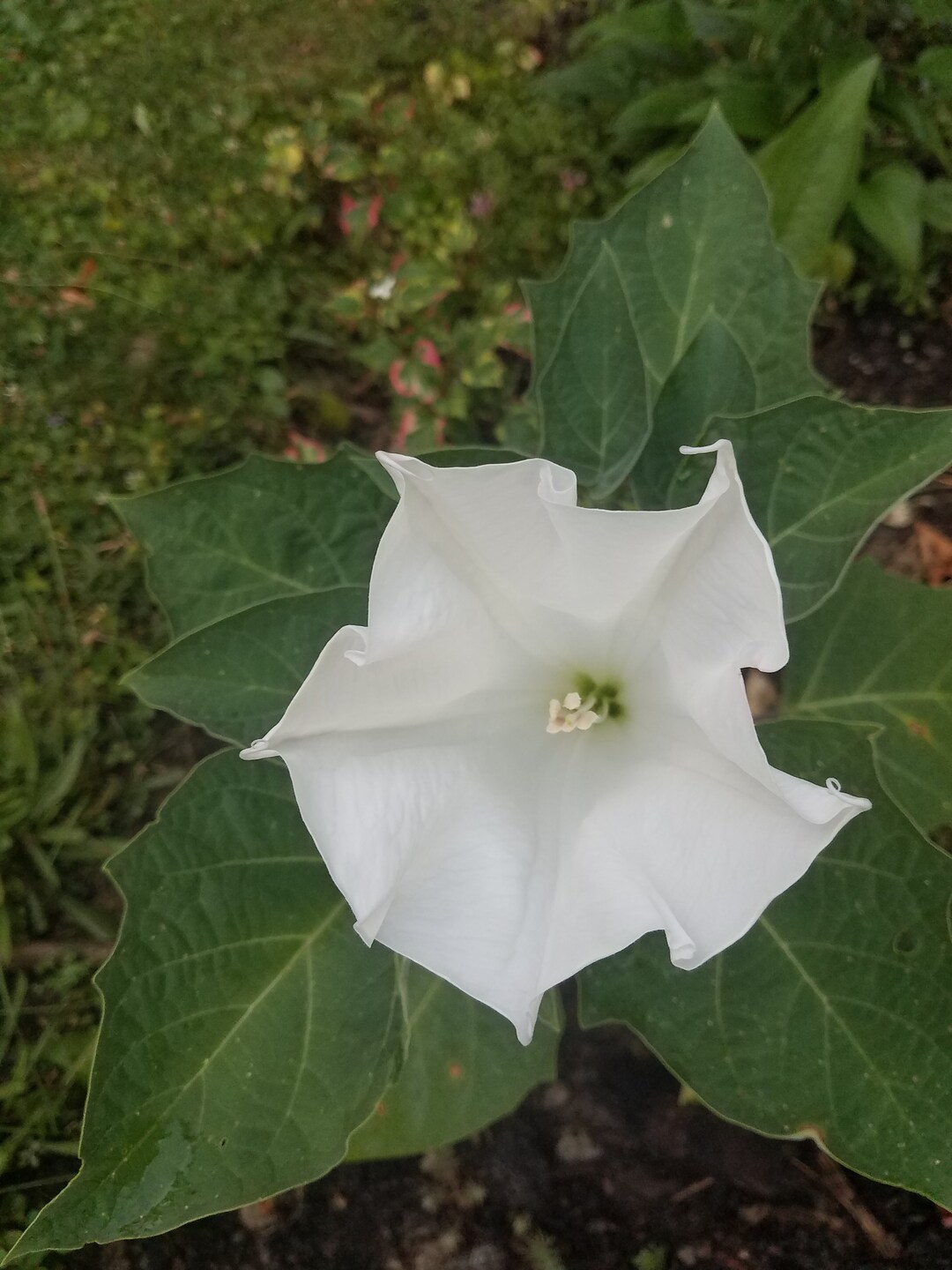 SET OF 4 Medium 2.5 Pot 5 Live Plants Datura Flower Fragrant Moonflower ...