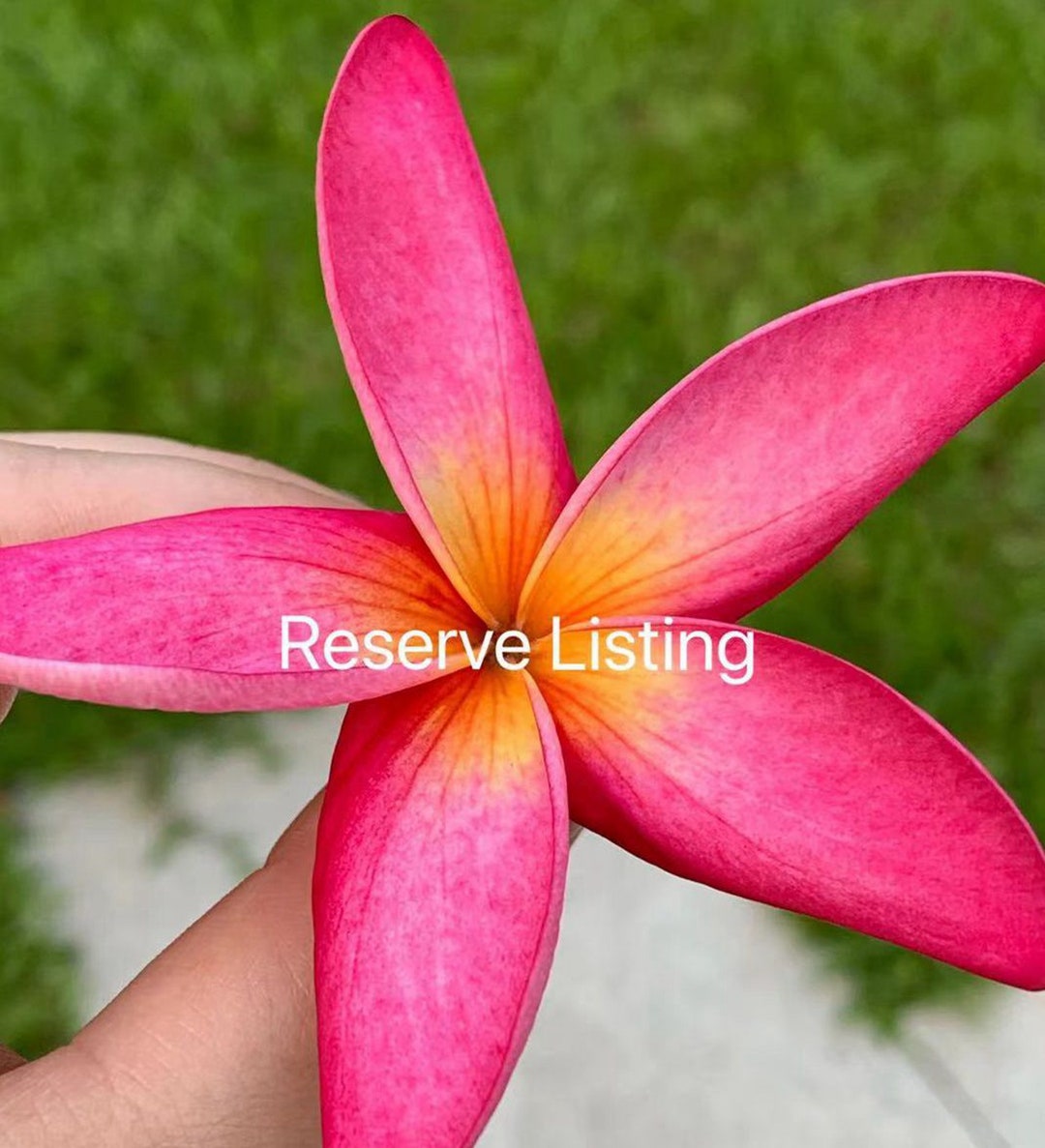 Custom/reserve Listing - Etsy