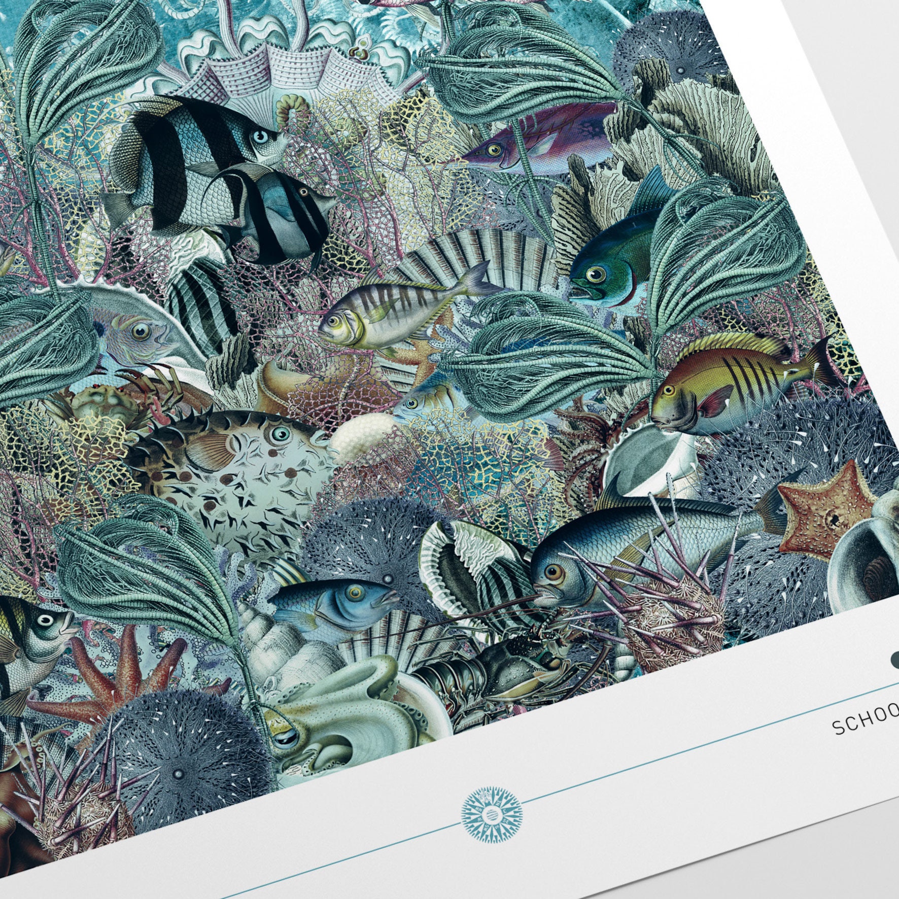 Fish Poster. Shoal of Fish Poster. Collective Noun Poster. Reef Fish ...