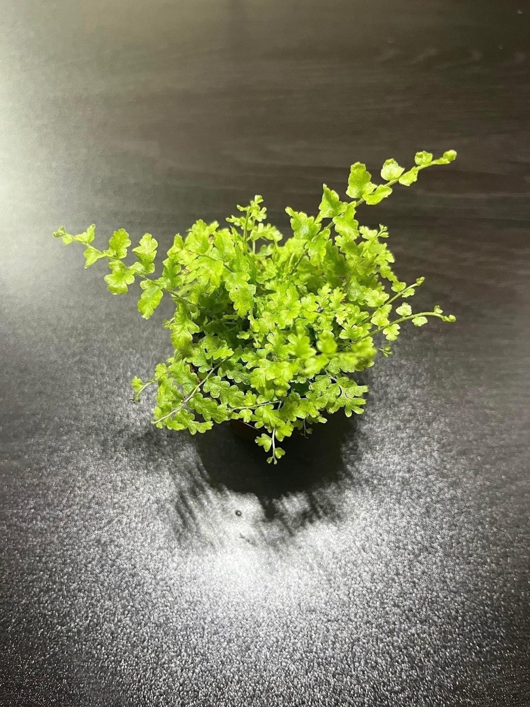 Nephrolepis Green Fantasy 5.5cm Pot Miniature Fern Terrarium Plant ...