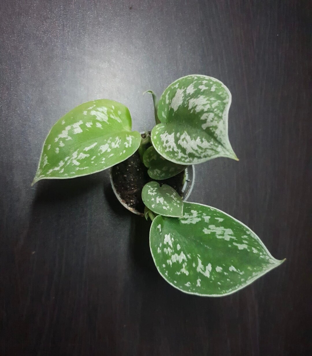 Scindapsus Pictus argyraeus Satin Pothos terrarium/house Plant - Etsy UK