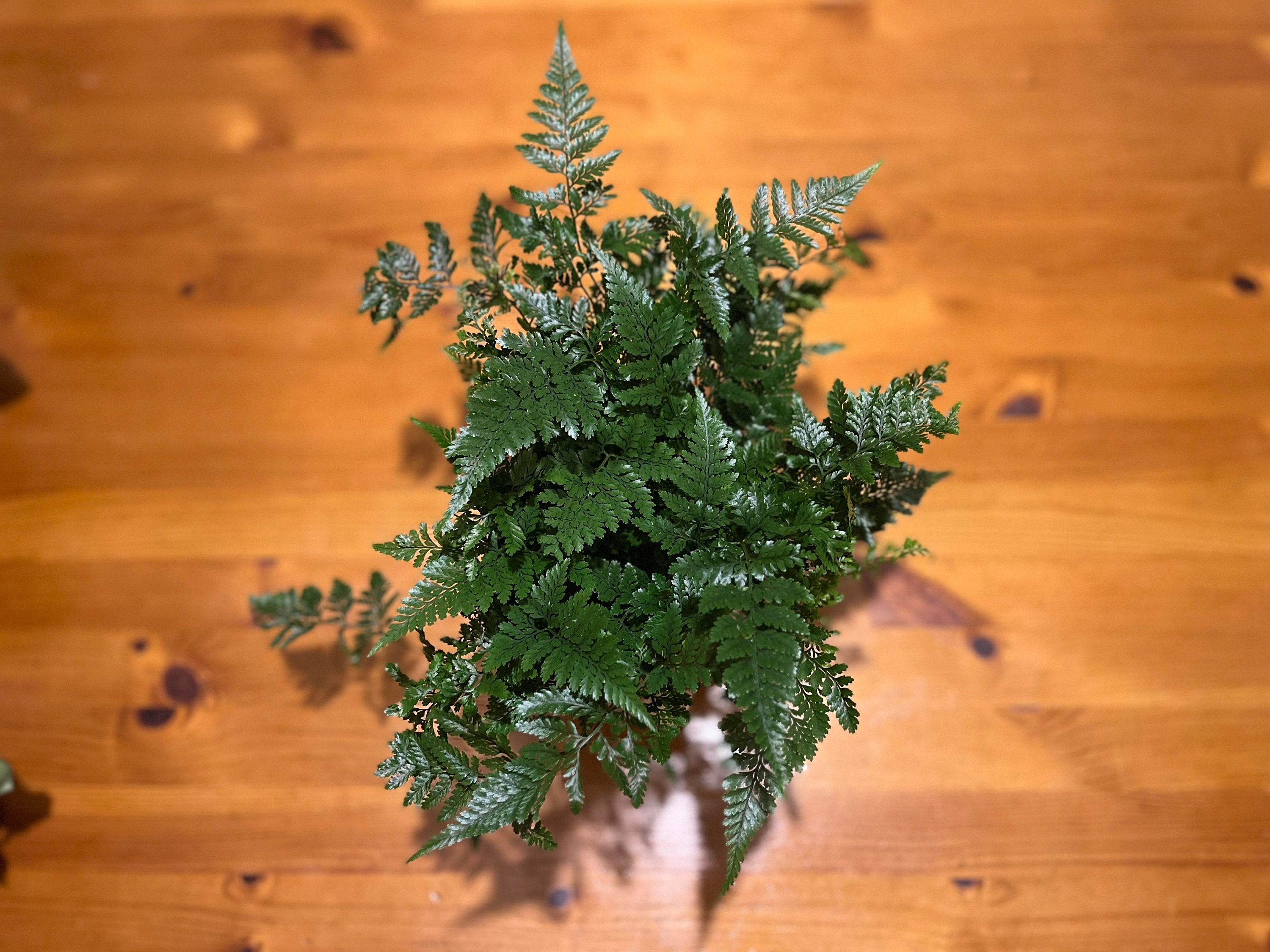 Humata Tyermanii Rabbits Foot Fern 12cm Pot Terrarium Plant - Etsy UK