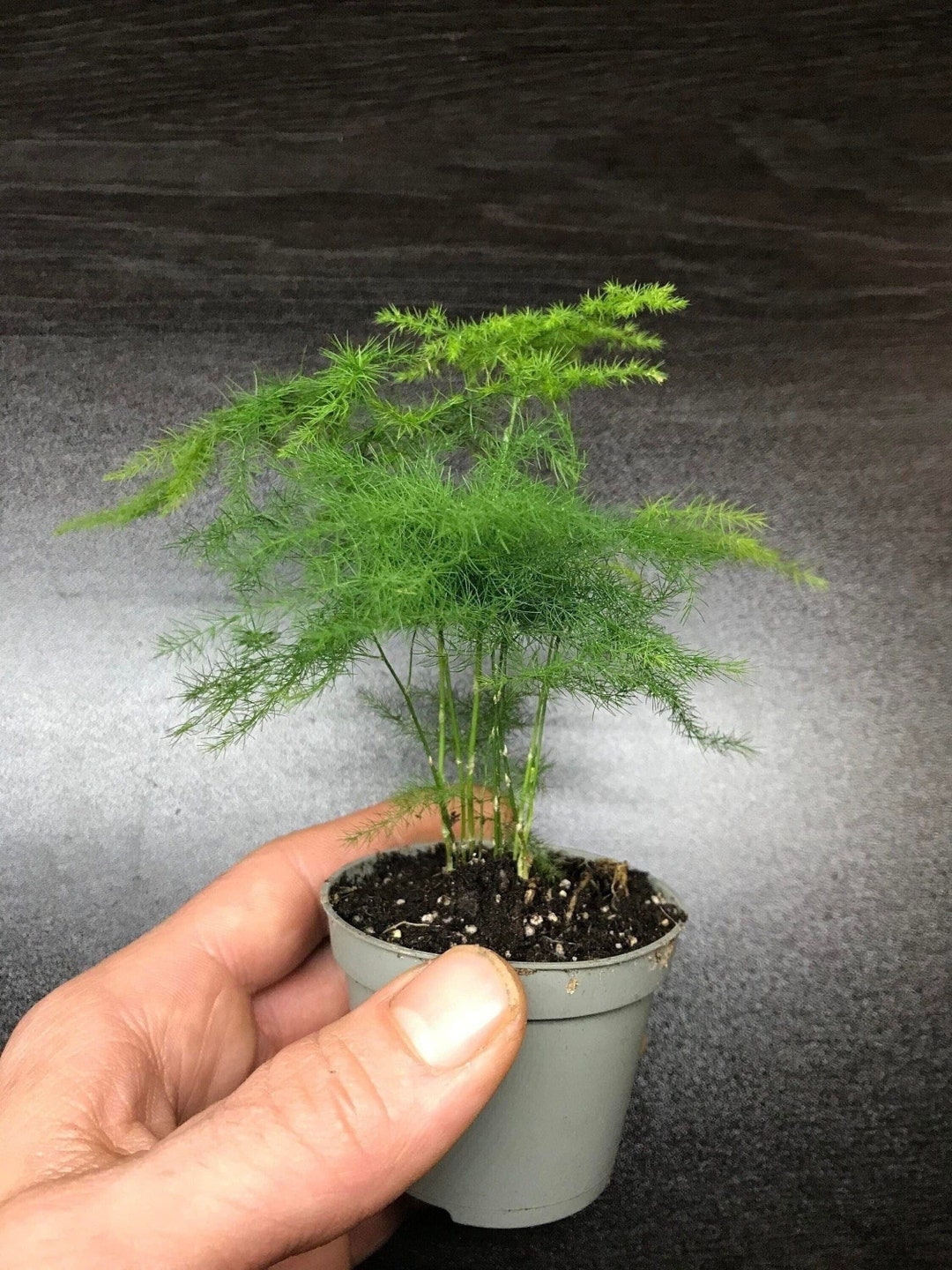 Asparagus Fern Setaceus Plumosis 6cm Pot Terrarium Plant - Etsy UK