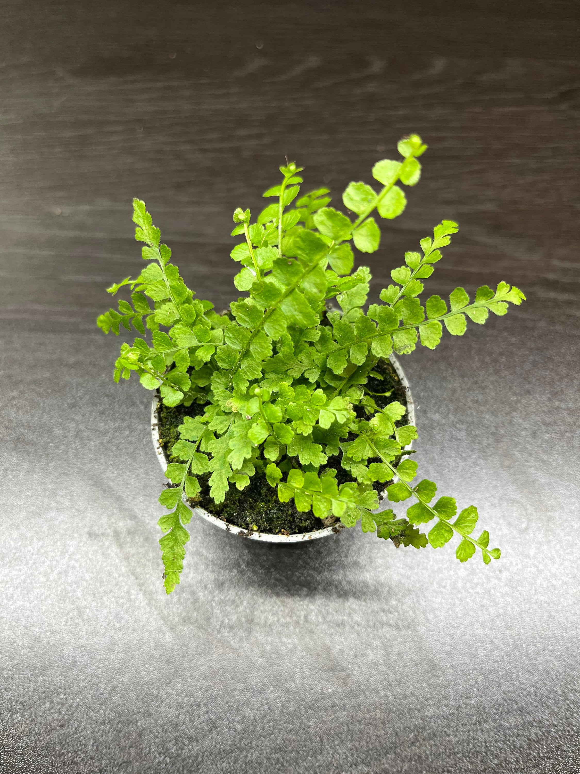 Nephrolepis Cordifolia 'duffii' Lemon Button Fern - Etsy UK