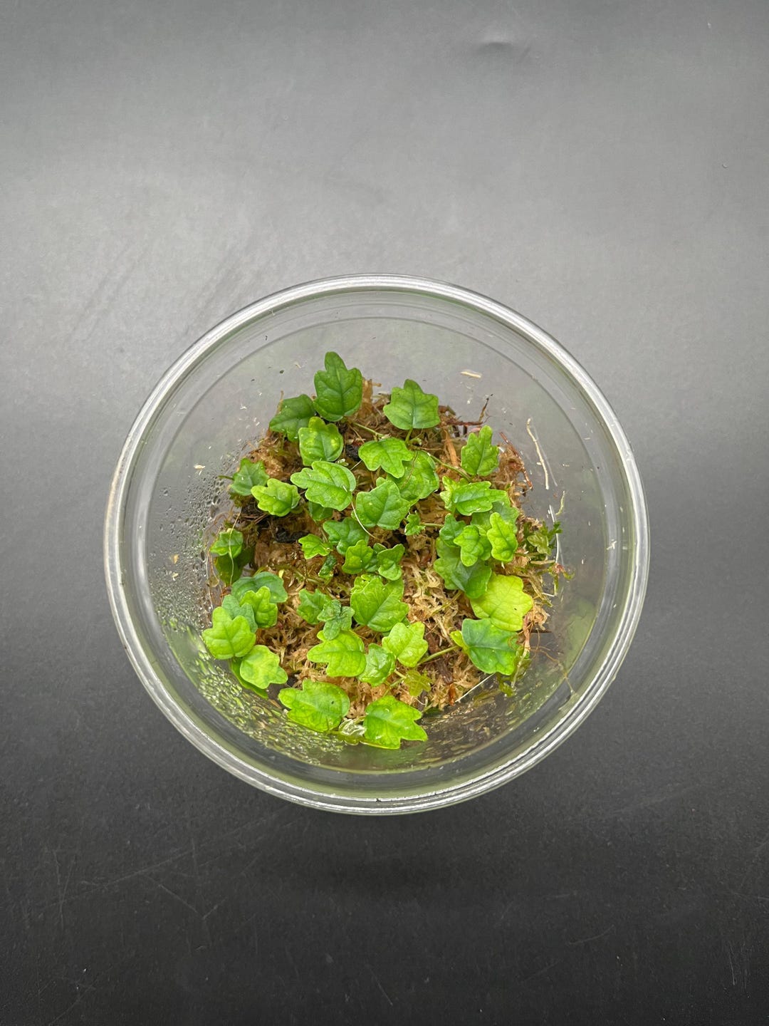 Oak Leaf Creeping Fig Ficus Quercifolia (rare Terrarium Plant) - Etsy UK