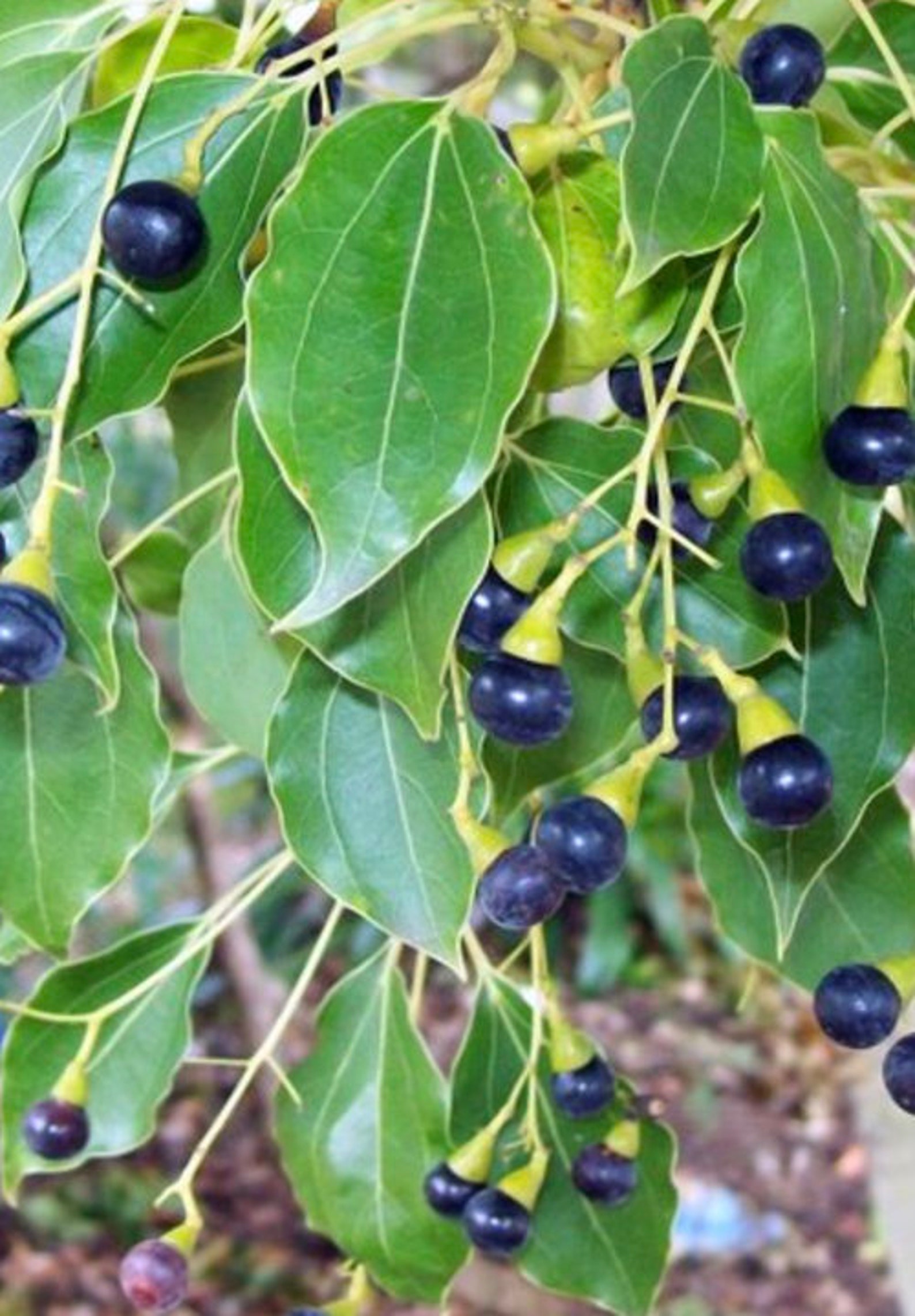 Kusunoki Japanese Camphor Wood Tree Essential Oil 5ml - Etsy